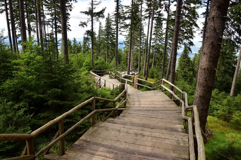 Boubínský prales | Cestovinky.cz